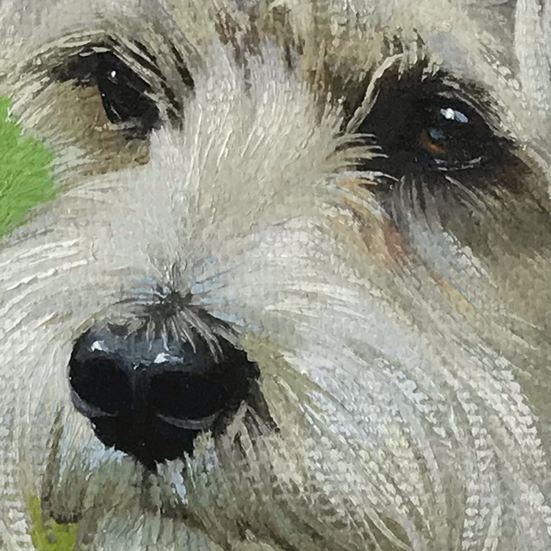 Miniatiura "Cvergšnauceris"