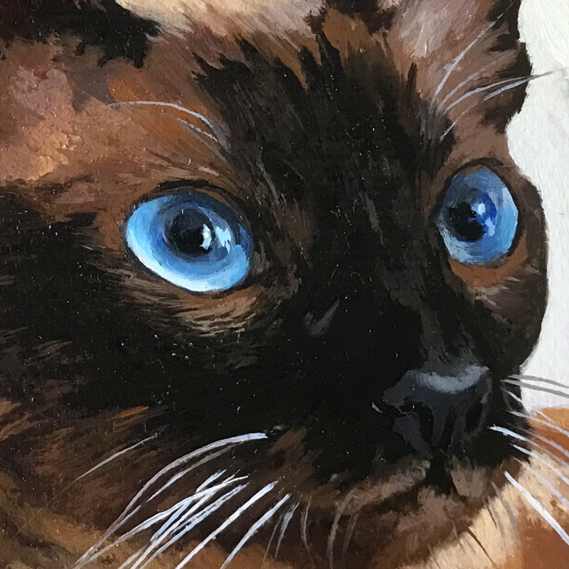 Miniatiura "Siamo katė"