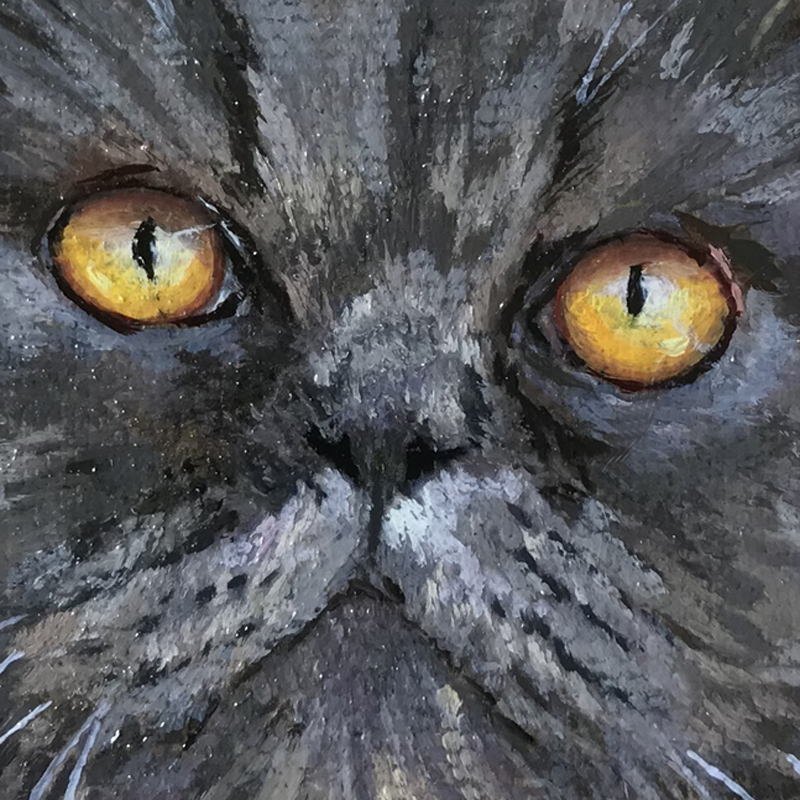 Miniatiura "Persų ilgaplaukė katė"